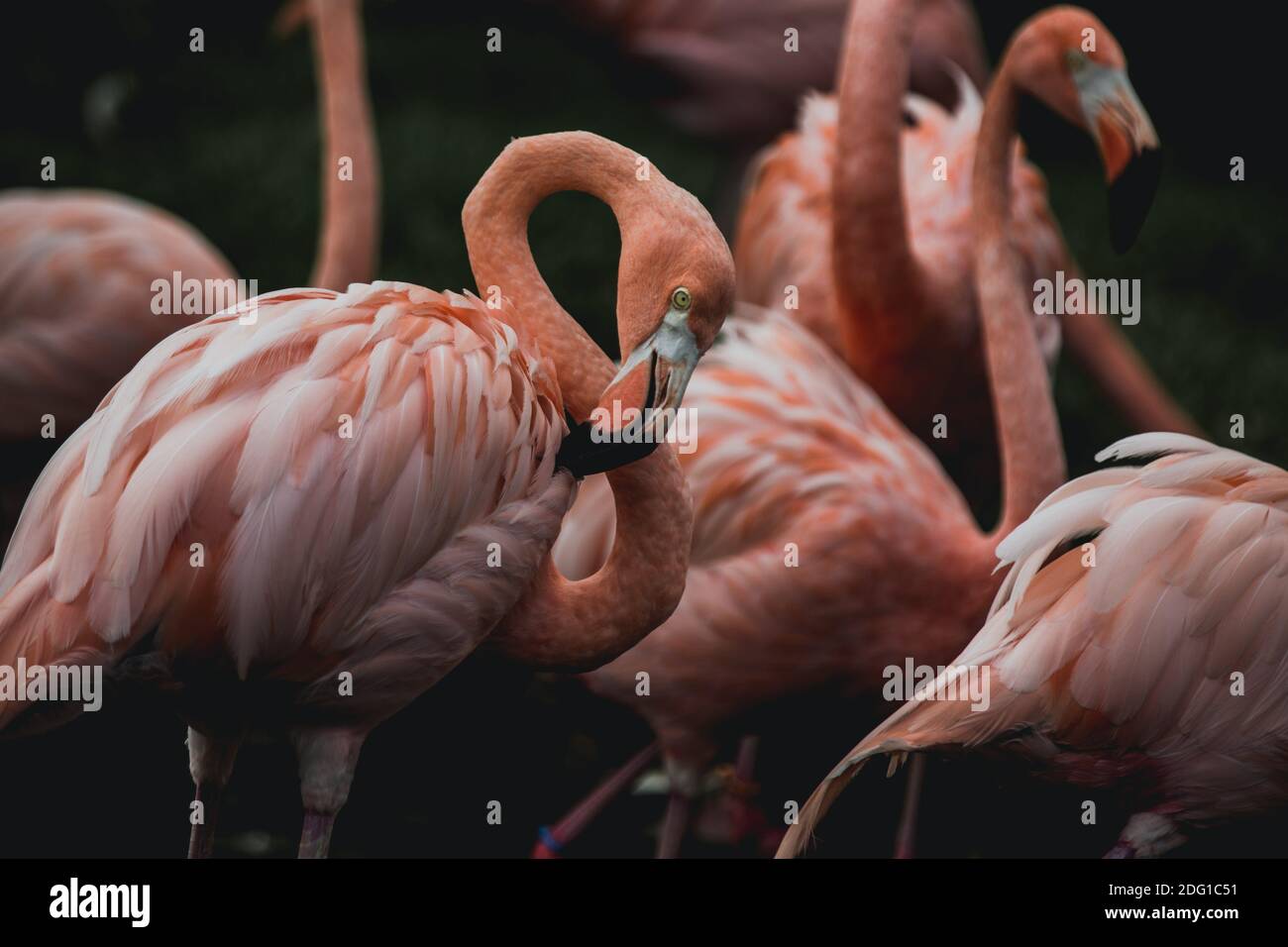 Elephant scratching up close hi-res stock photography and images - Alamy