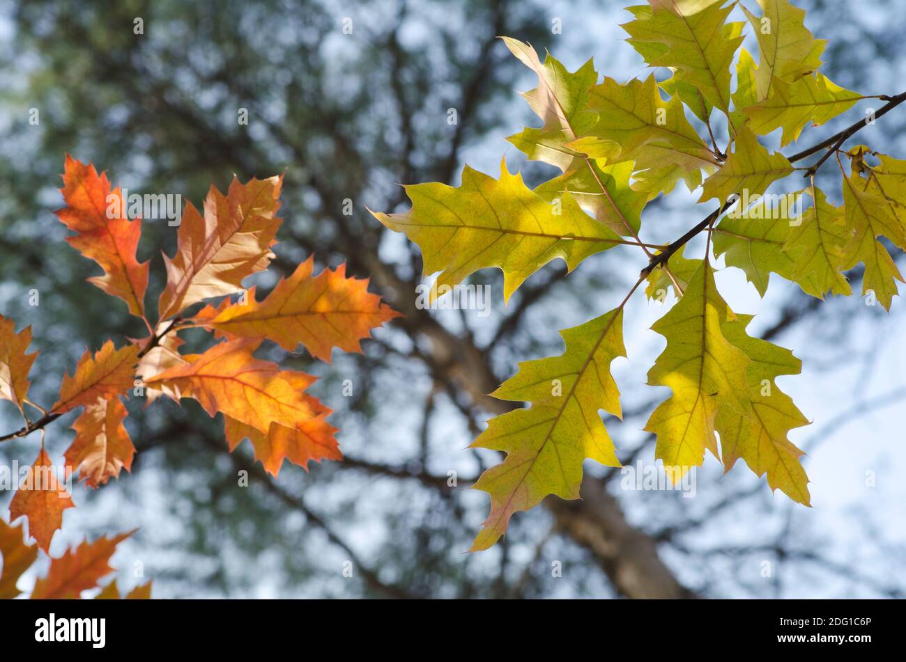 Tree branches with oak leaves Stock Photo - Alamy