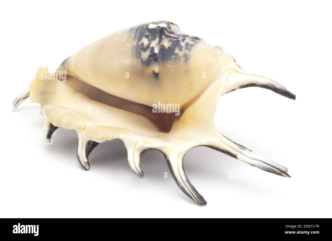 Beautiful shore white sea Cut Out Stock Images & Pictures - Alamy