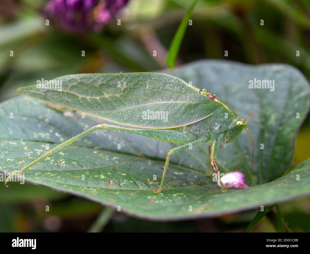 Macro photography of a green catydid standing on a green big leaf ...