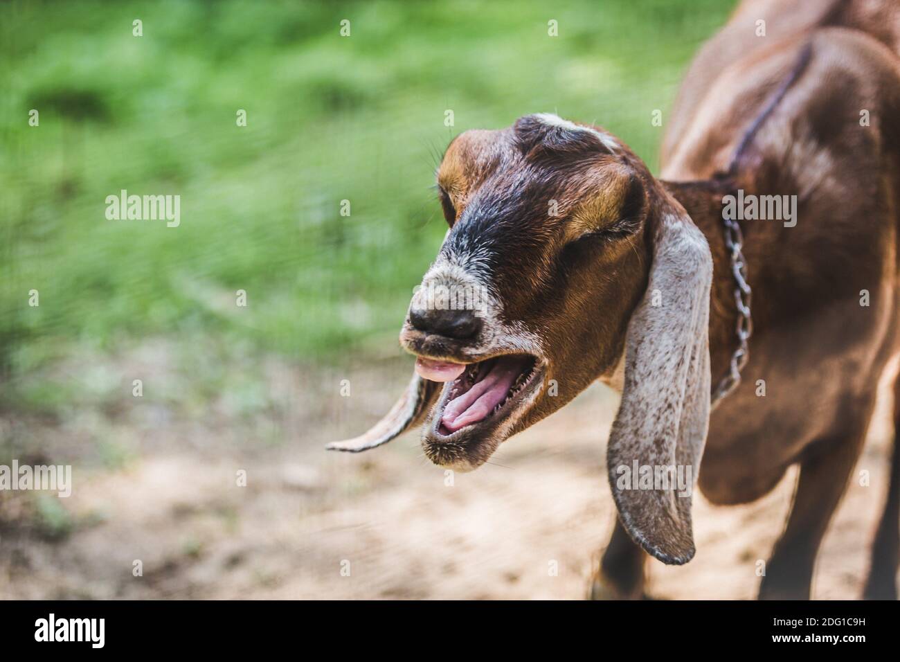 Laughing goat hi-res stock photography and images - Alamy