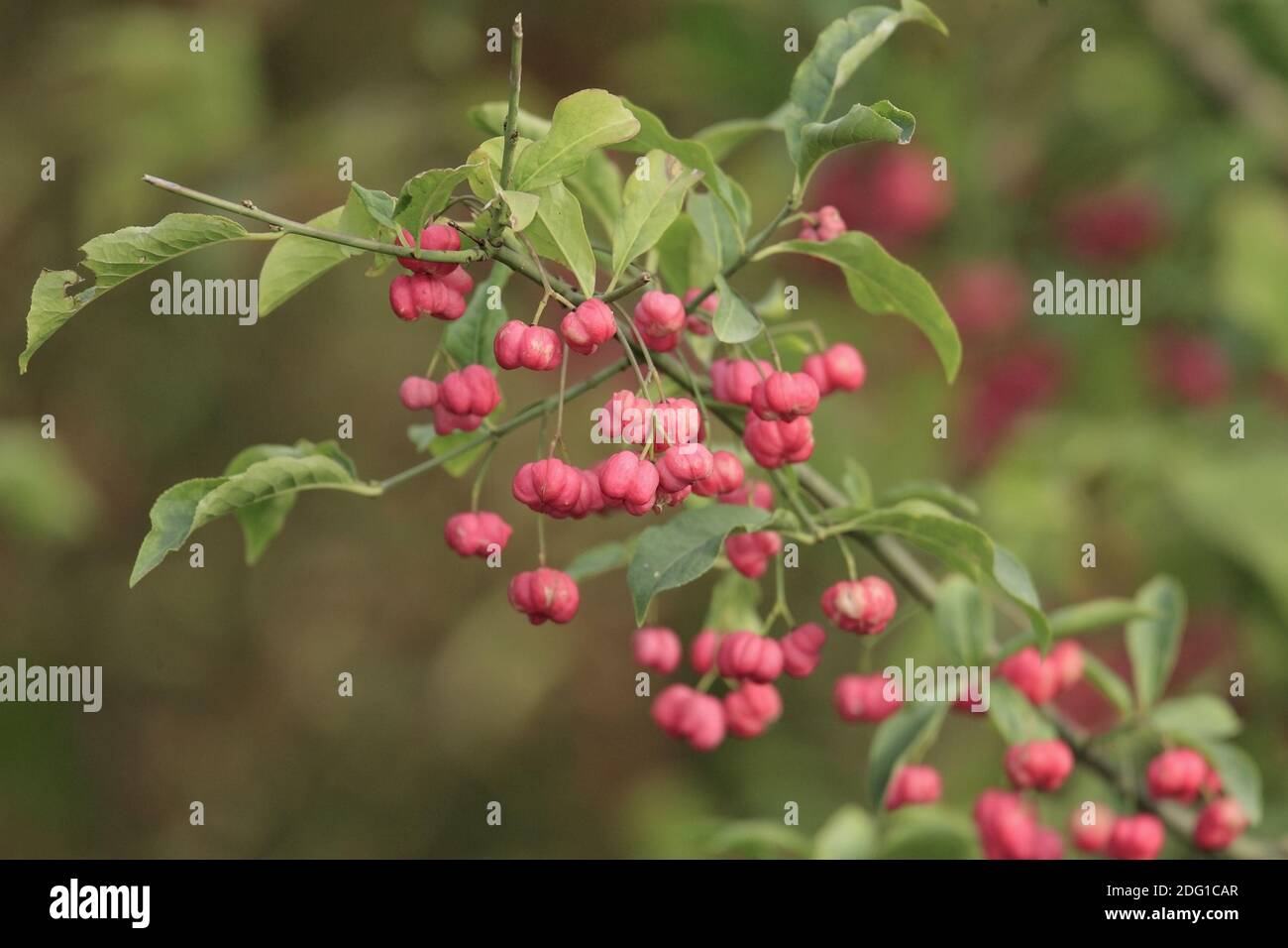 Euonymus europaeus bloom hi-res stock photography and images - Alamy