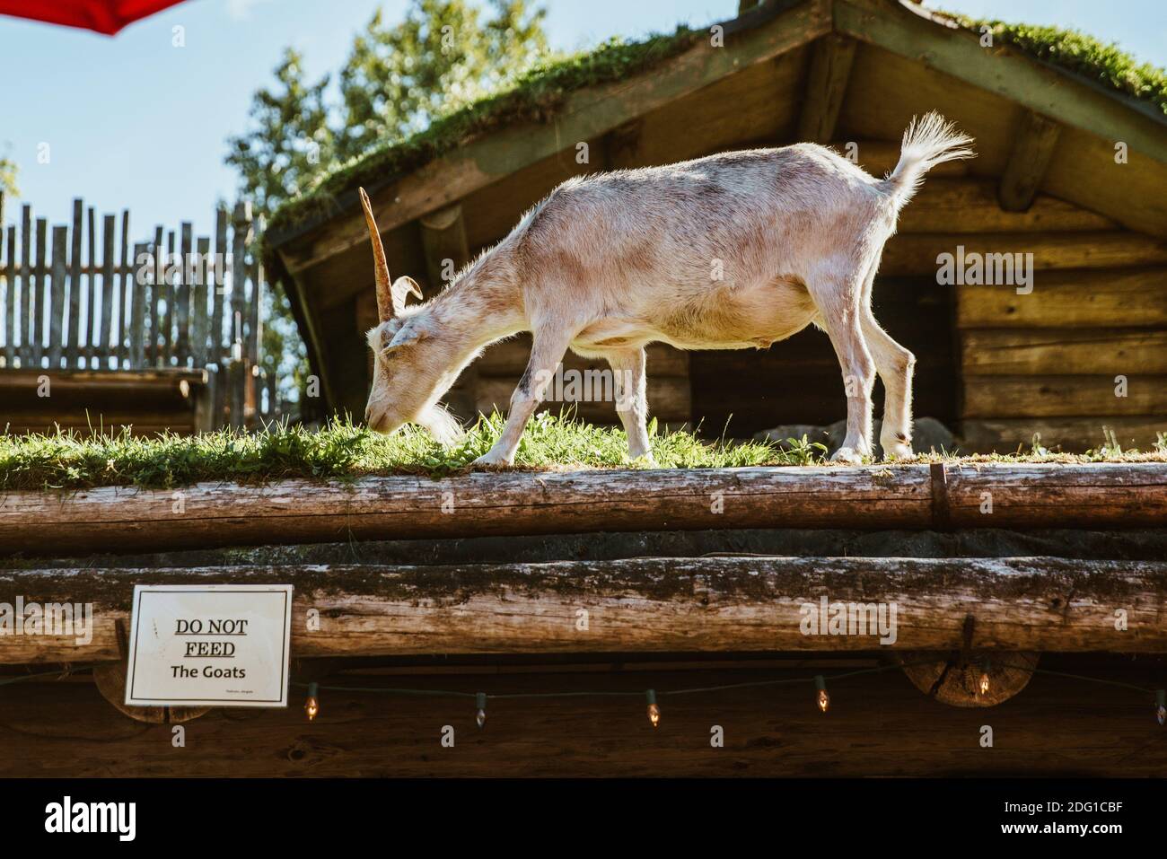 goat on roof Stock Photo - Alamy
