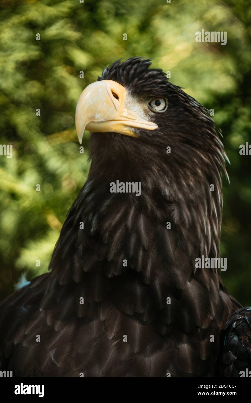 golden eagle face and beak Stock Photo - Alamy