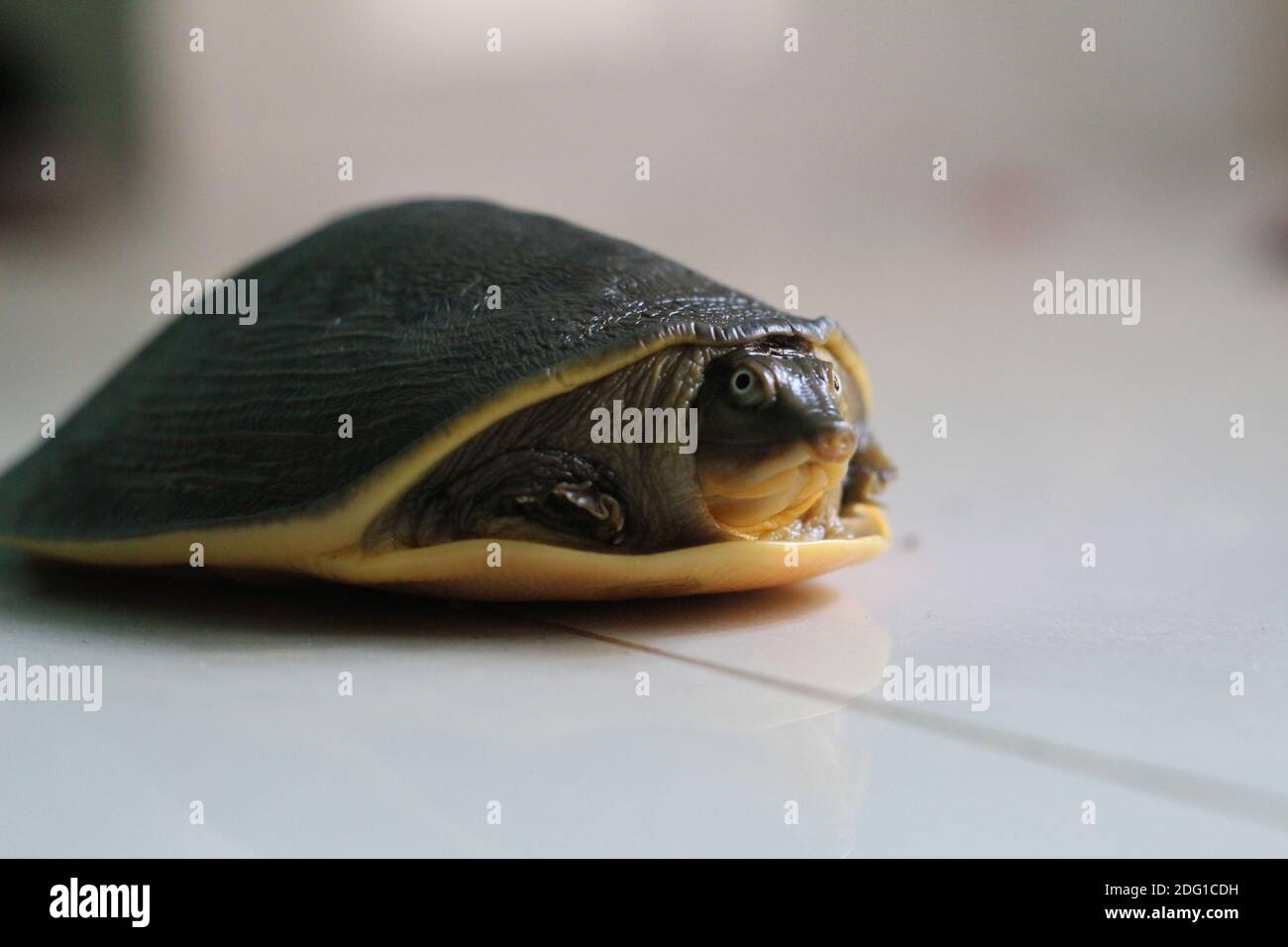 Cute little terrapin turtle in nice beautiful blurred nbackground Stock ...