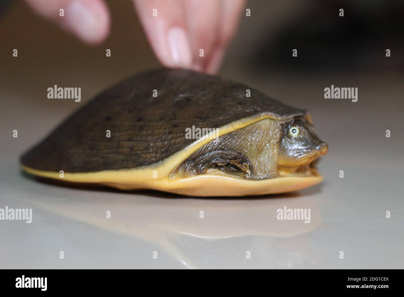 Retracting Neck High Resolution Stock Photography and Images - Alamy