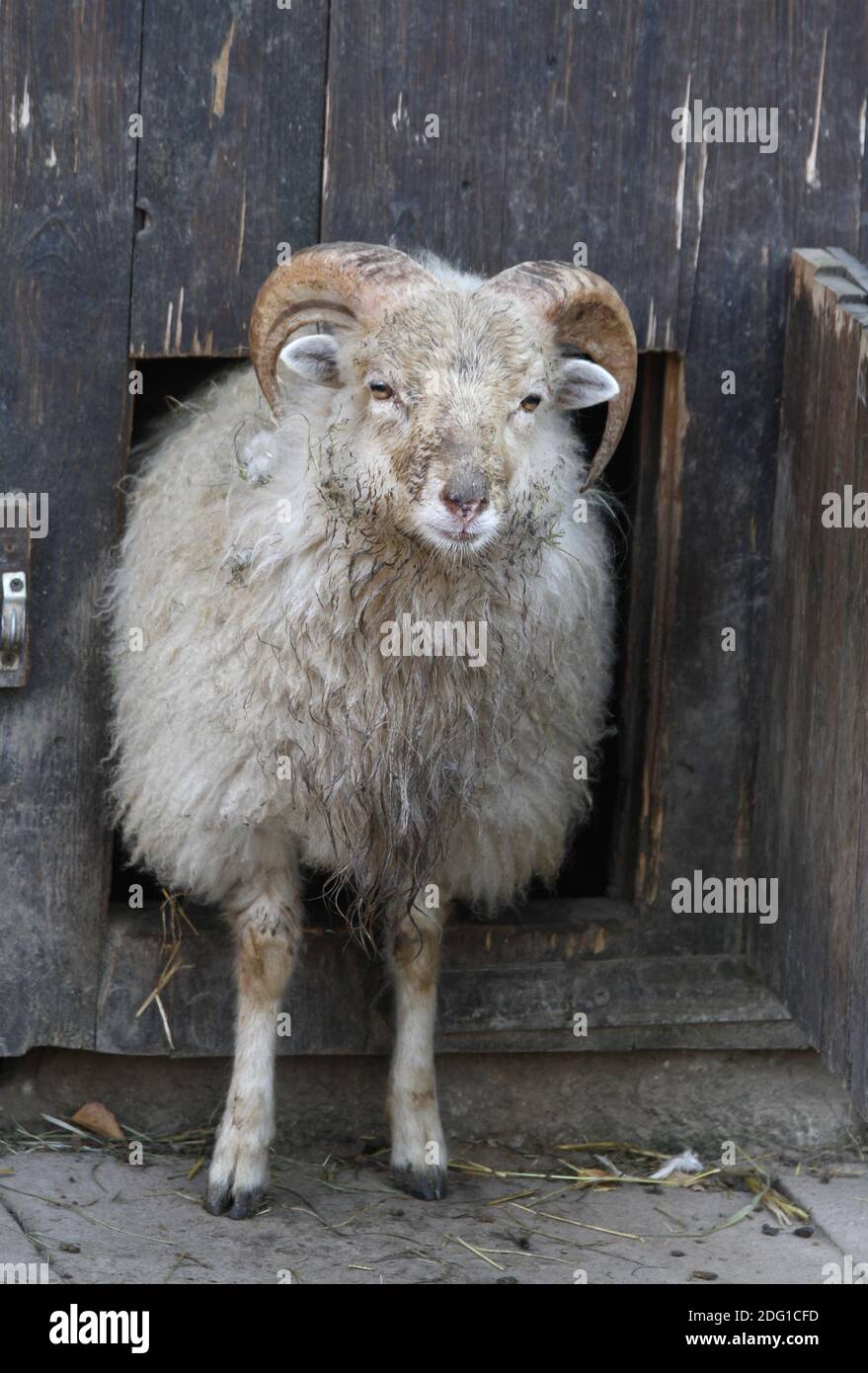 Sheep out hi-res stock photography and images - Alamy