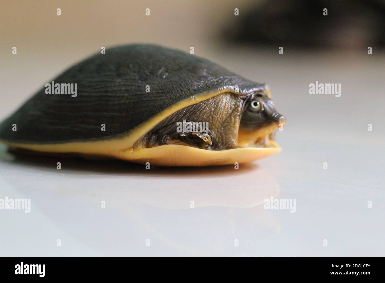 Cute little terrapin turtle in nice beautiful blurred nbackground Stock ...