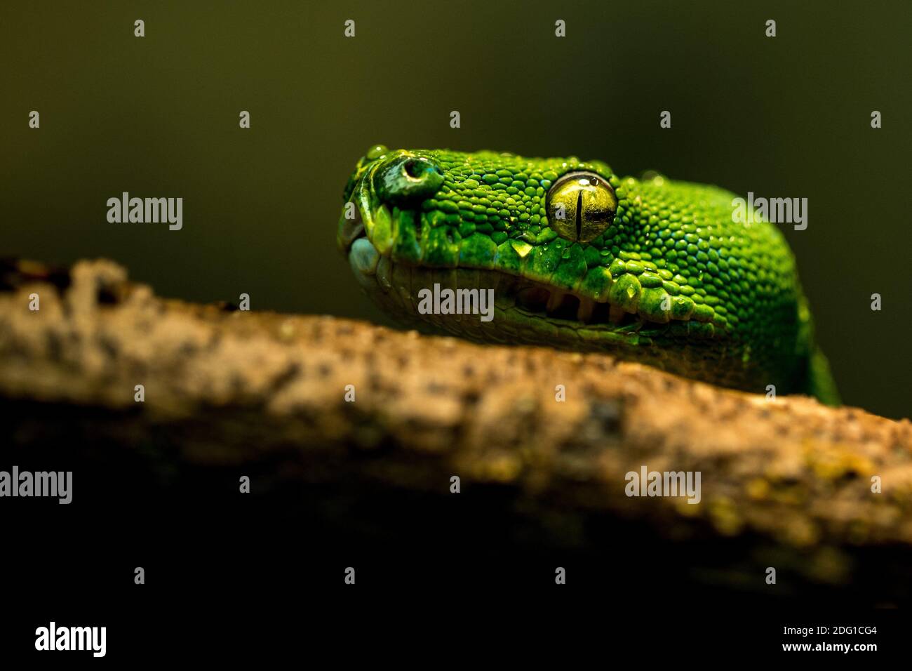 green snake resting chin on branch Stock Photo - Alamy