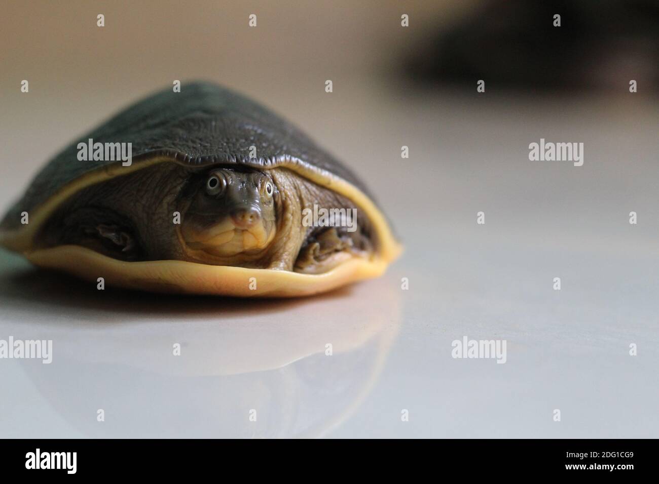 Cute little terrapin turtle in nice beautiful blurred nbackground Stock Photo - Alamy