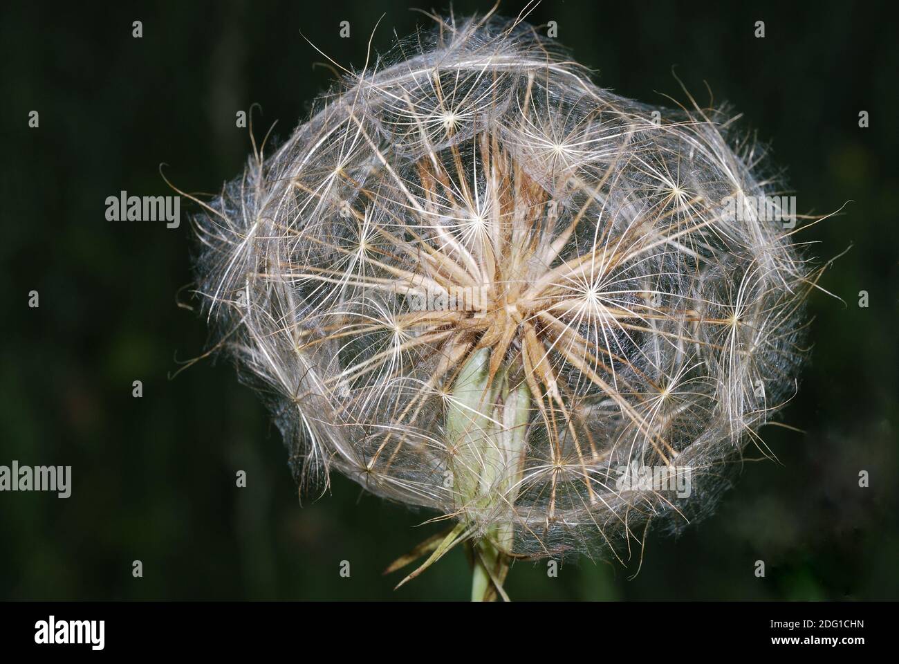 Puffball flower hi-res stock photography and images - Alamy