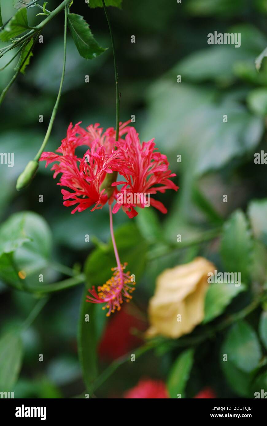 Beautiful colourful red flower from the rainforest portrait format ...