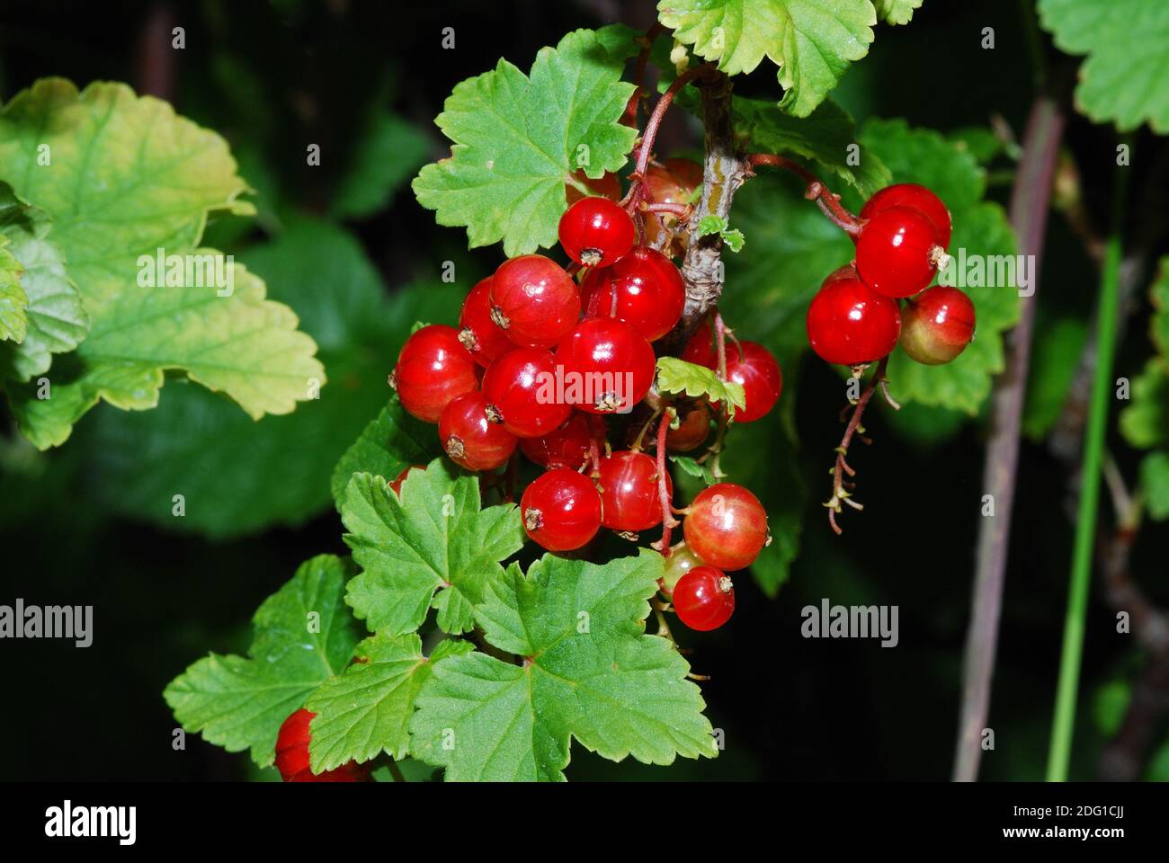 Ribisel High Resolution Stock Photography and Images - Alamy