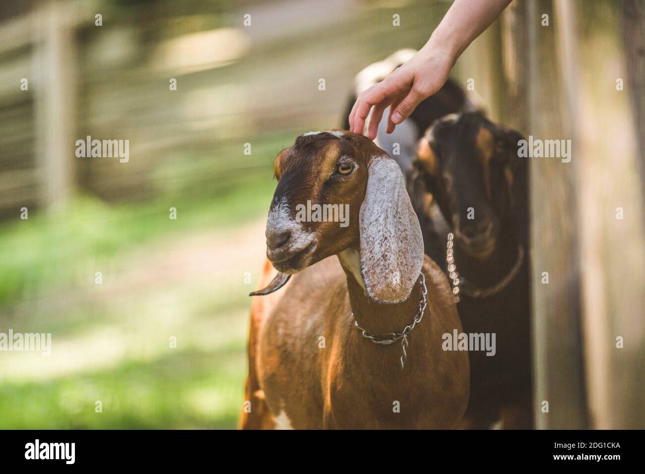 hand petting goat Stock Photo - Alamy