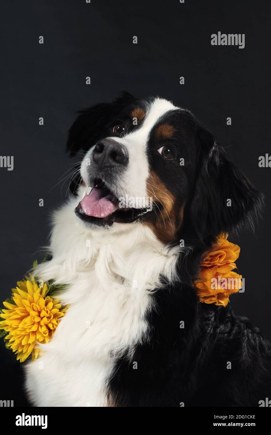 happy dog wears flowers Stock Photo - Alamy