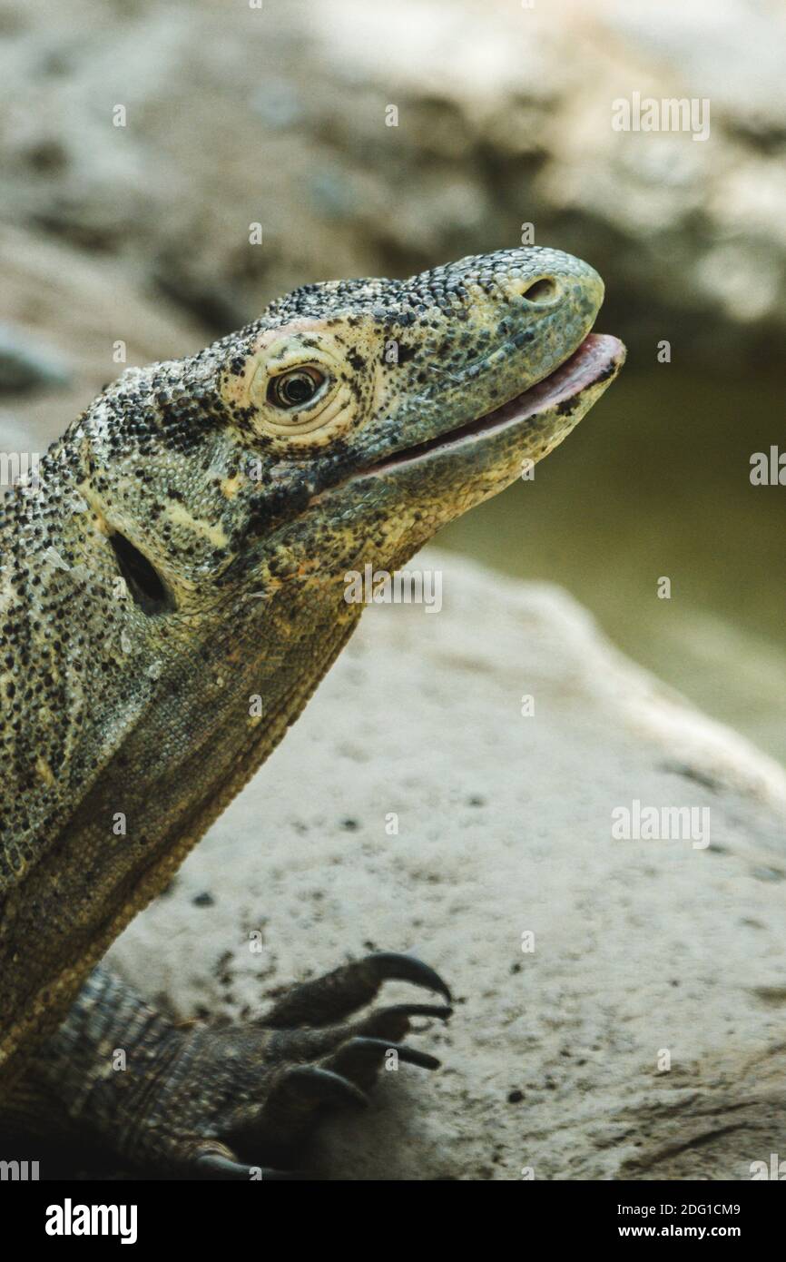 happy komodo dragon Stock Photo - Alamy