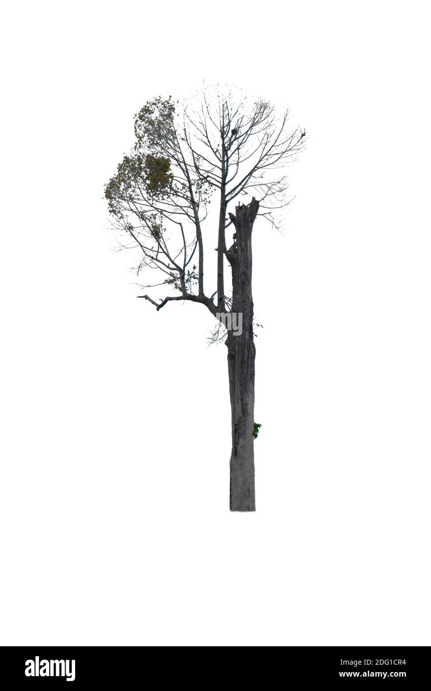 Green tree on isolated, an evergreen leaves plant di cut on white ...