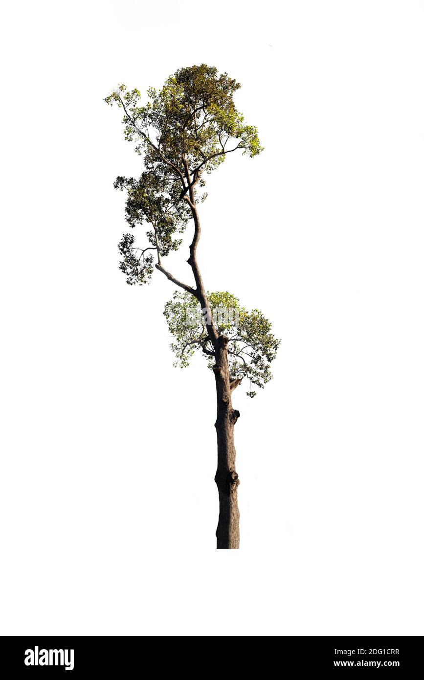 Green tree on isolated, an evergreen leaves plant di cut on white ...