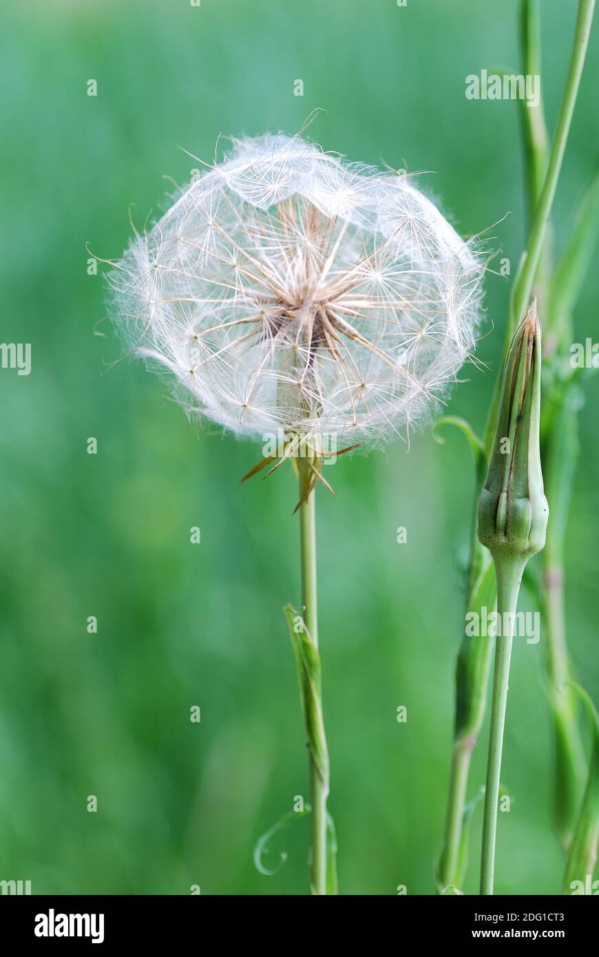 Puffball flower hi-res stock photography and images - Alamy