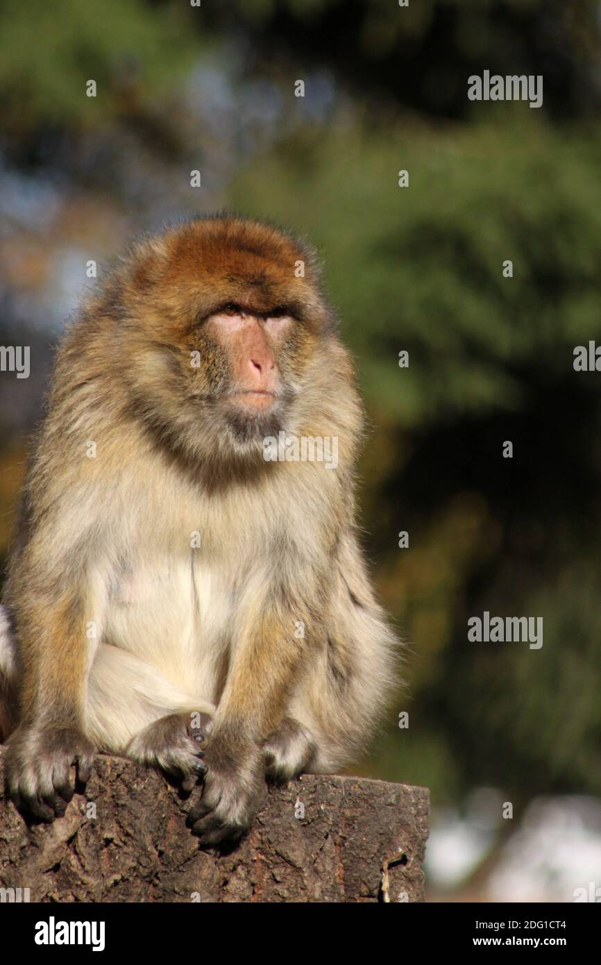 Ill tempered hi-res stock photography and images - Alamy