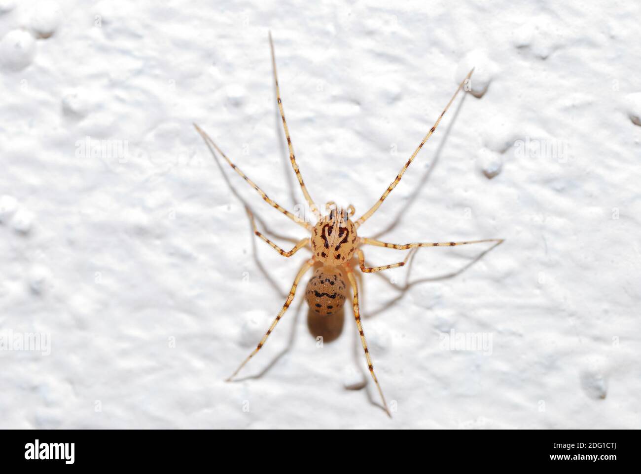 Spider on wall Stock Photo - Alamy