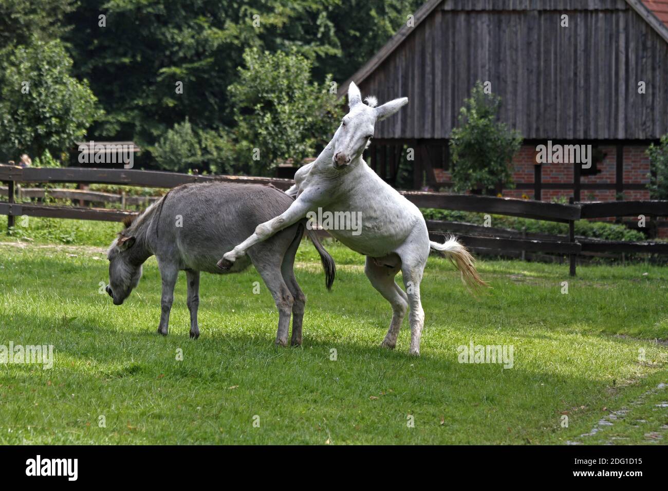 Eselshengst hi-res stock photography and images - Alamy