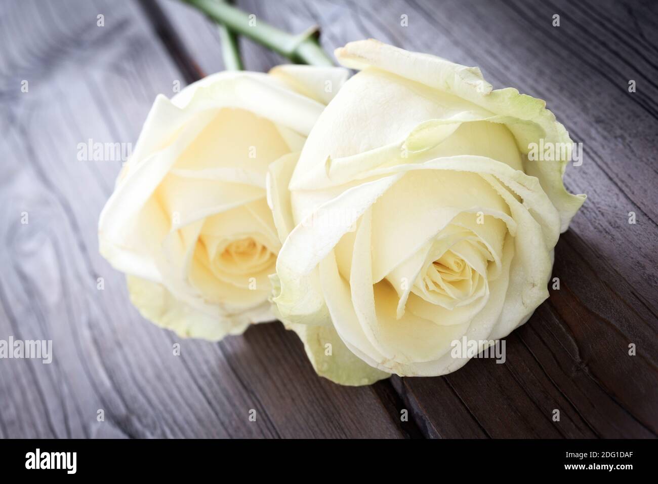 Creme roses hi-res stock photography and images - Alamy