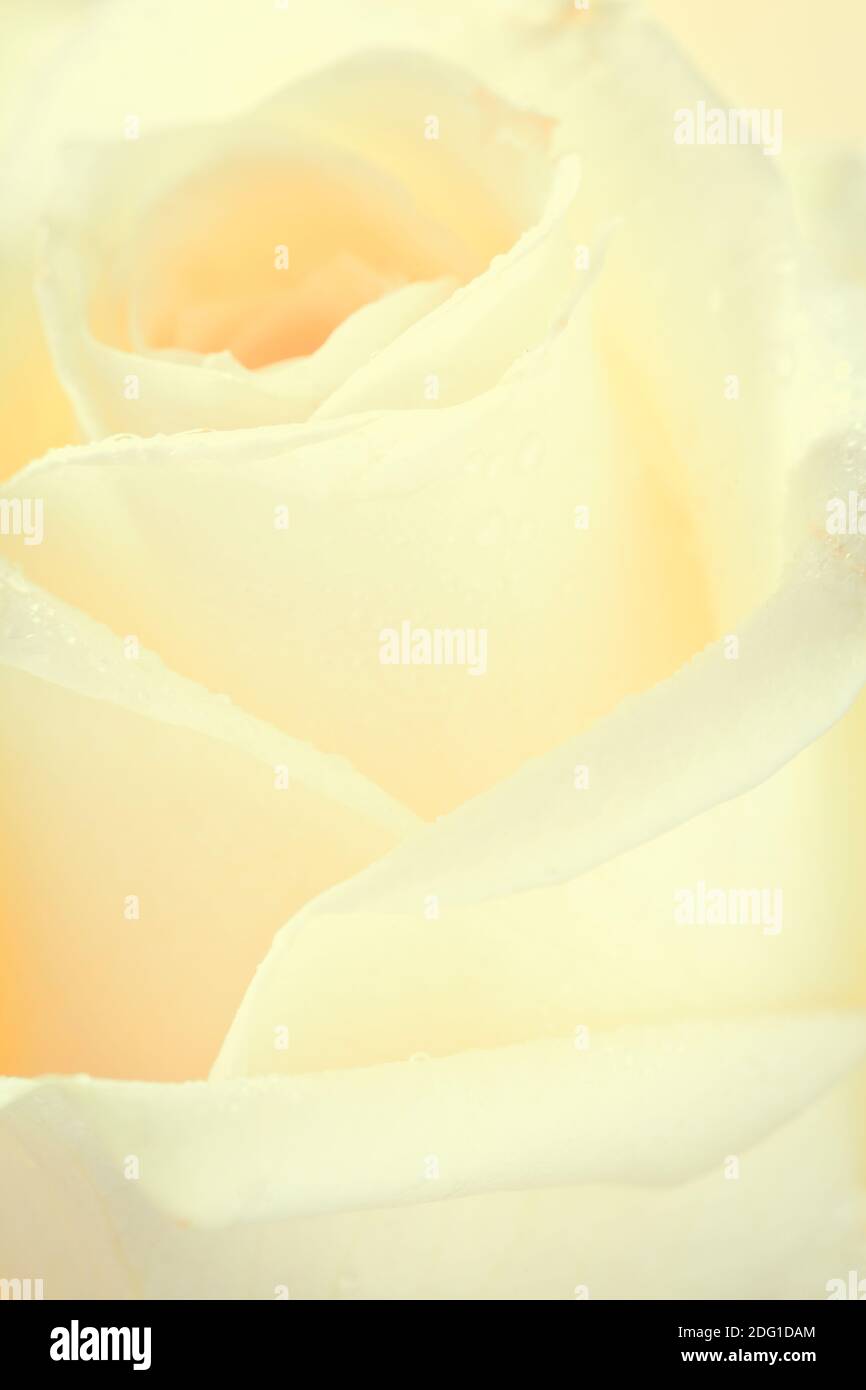 Fragile petals hi-res stock photography and images - Alamy