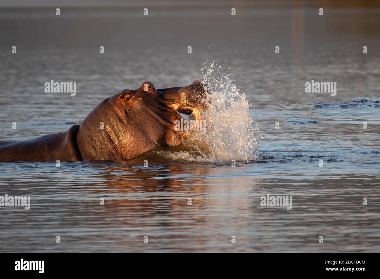 African Hippopotamus Hippopotamus amphibius semi submerged and opening ...