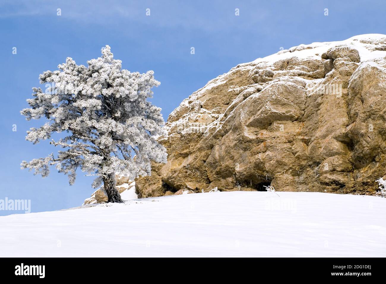 Tree and rock Stock Photo - Alamy