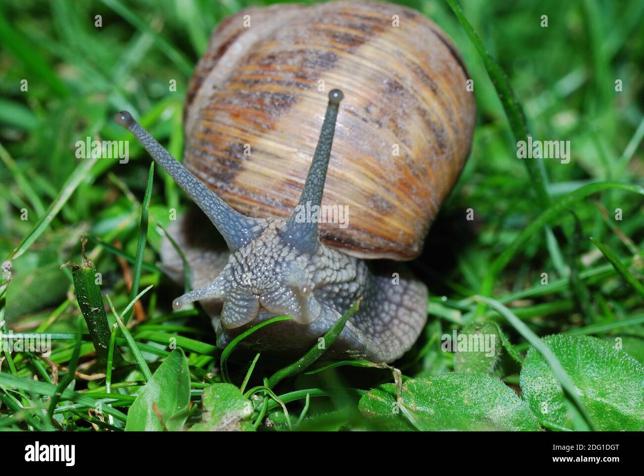 Garden snail looking up isolated hi-res stock photography and images ...