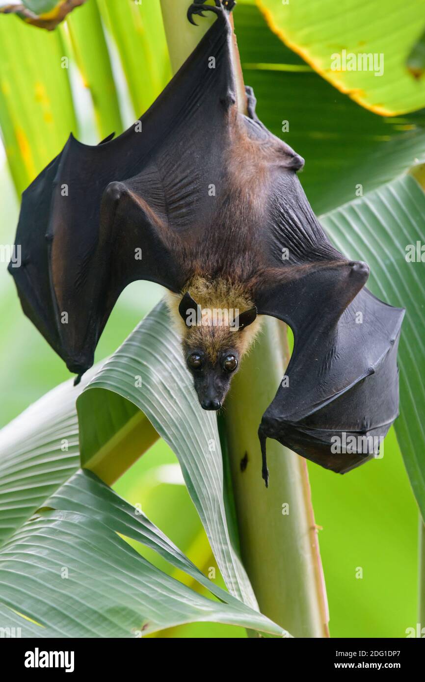Greater flying fox pteropus hi-res stock photography and images - Alamy