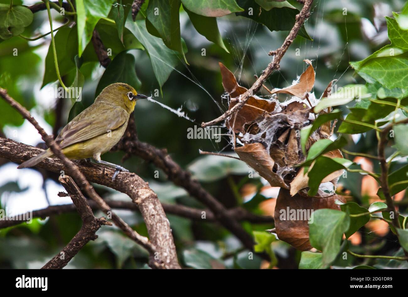 Cape white eye hi-res stock photography and images - Alamy