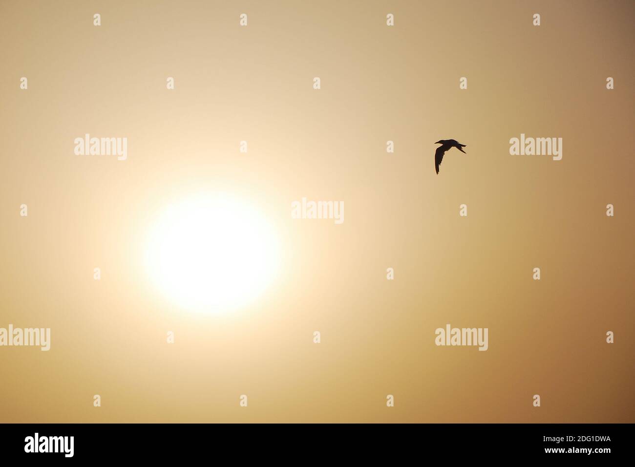 Sun and bird hi-res stock photography and images - Alamy