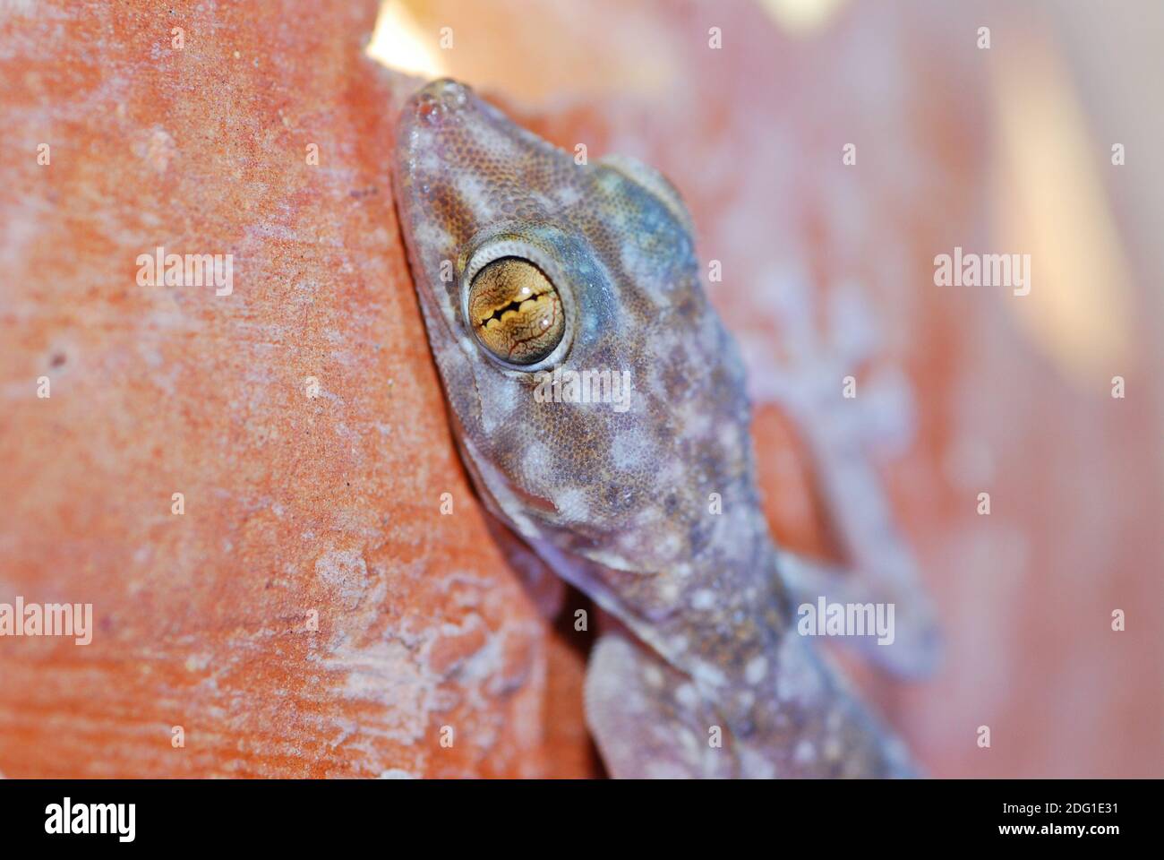 Head of gecko Stock Photo - Alamy