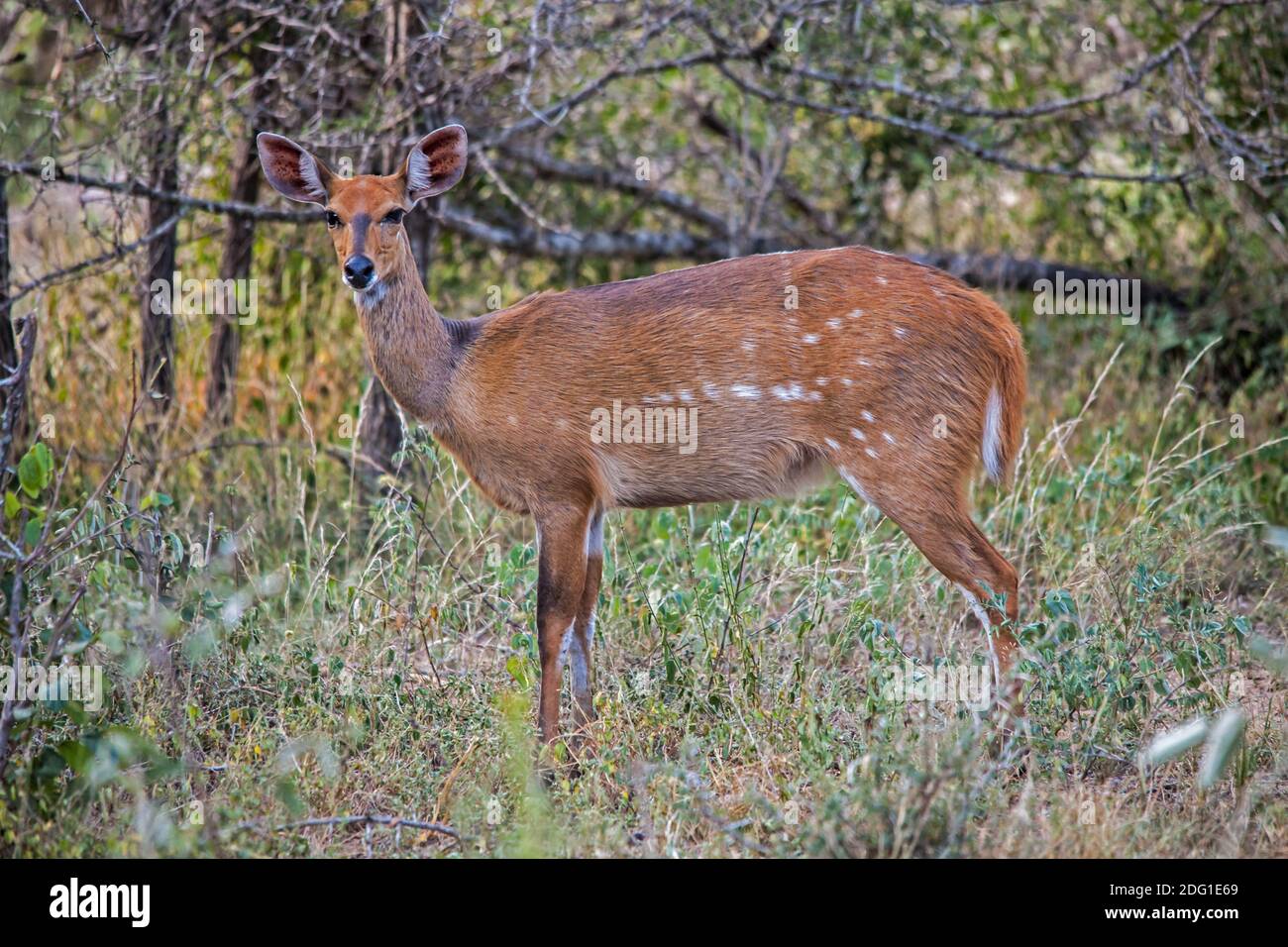 Female cape bushbuck hi-res stock photography and images - Alamy