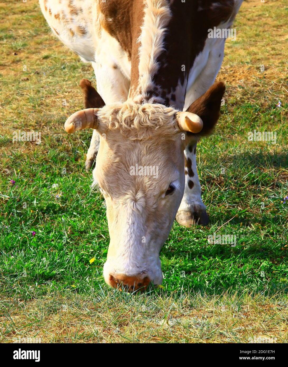 Close up of the cow. Front view Stock Photo - Alamy