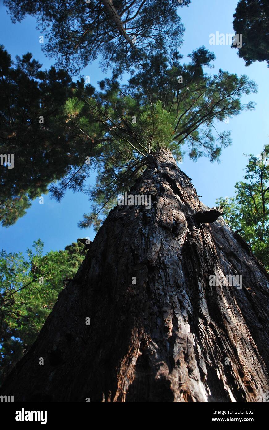 Giant sequoia crown Stock Photo - Alamy