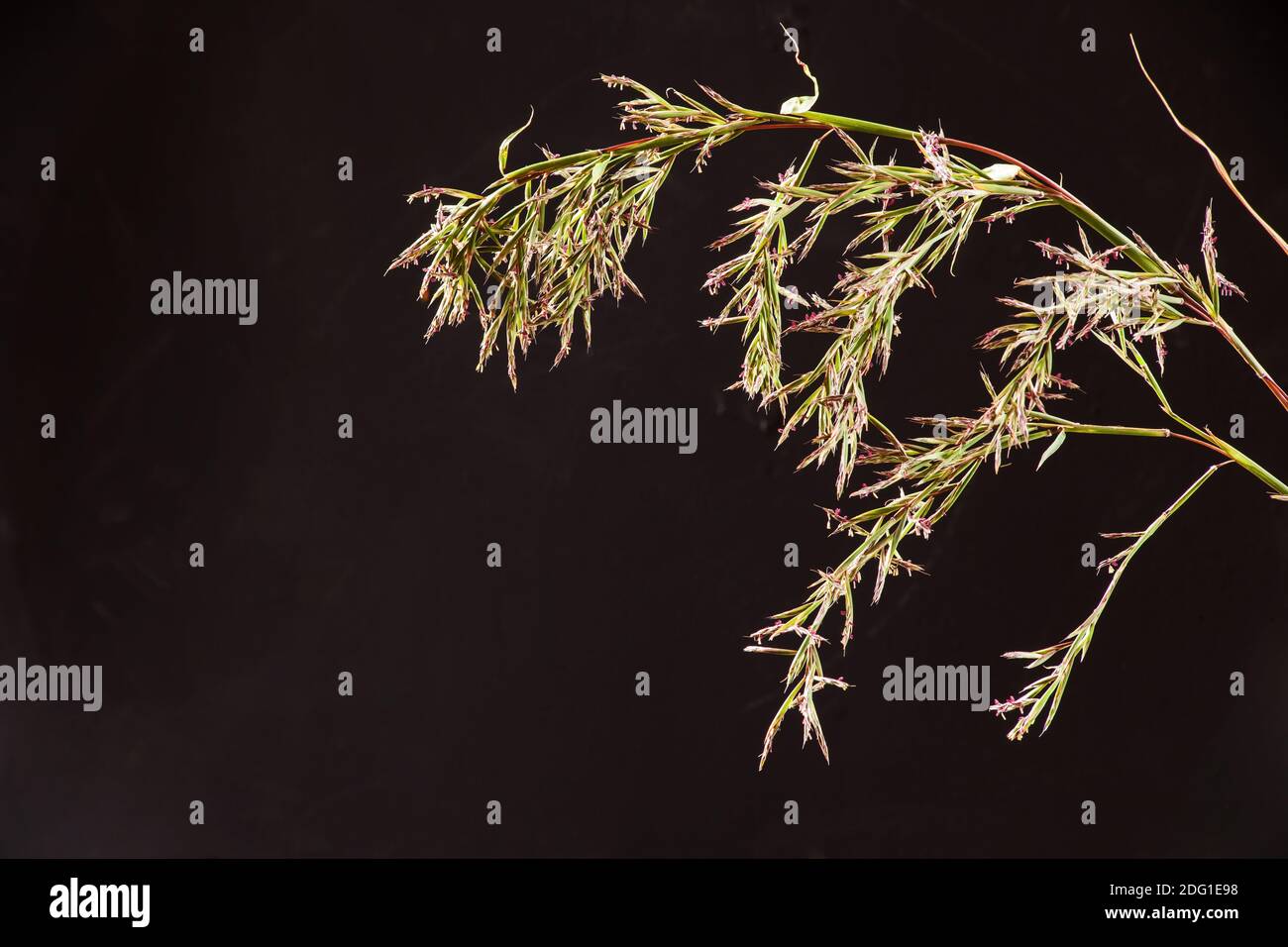 Lemongrass Flowers 10394 Stock Photo - Alamy