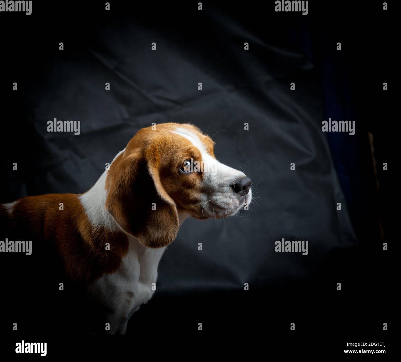 English beagle hi-res stock photography and images - Alamy