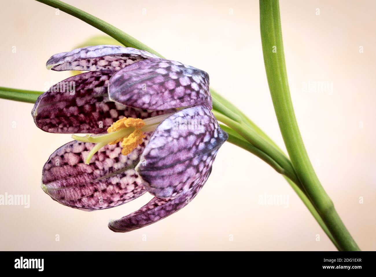 Chess flower fritillaria meleagris hi-res stock photography and images ...