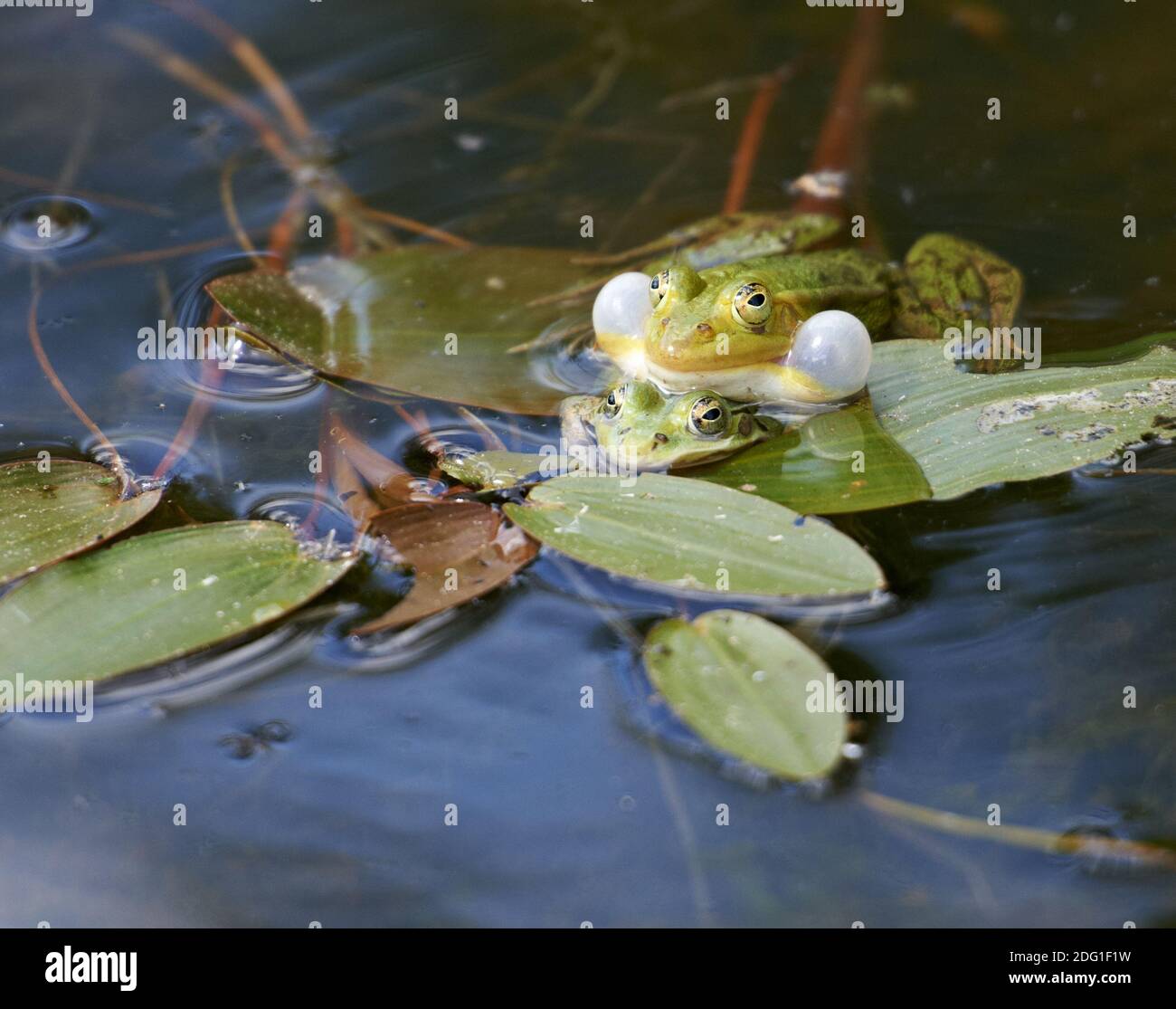Mating pool frogs hi-res stock photography and images - Alamy