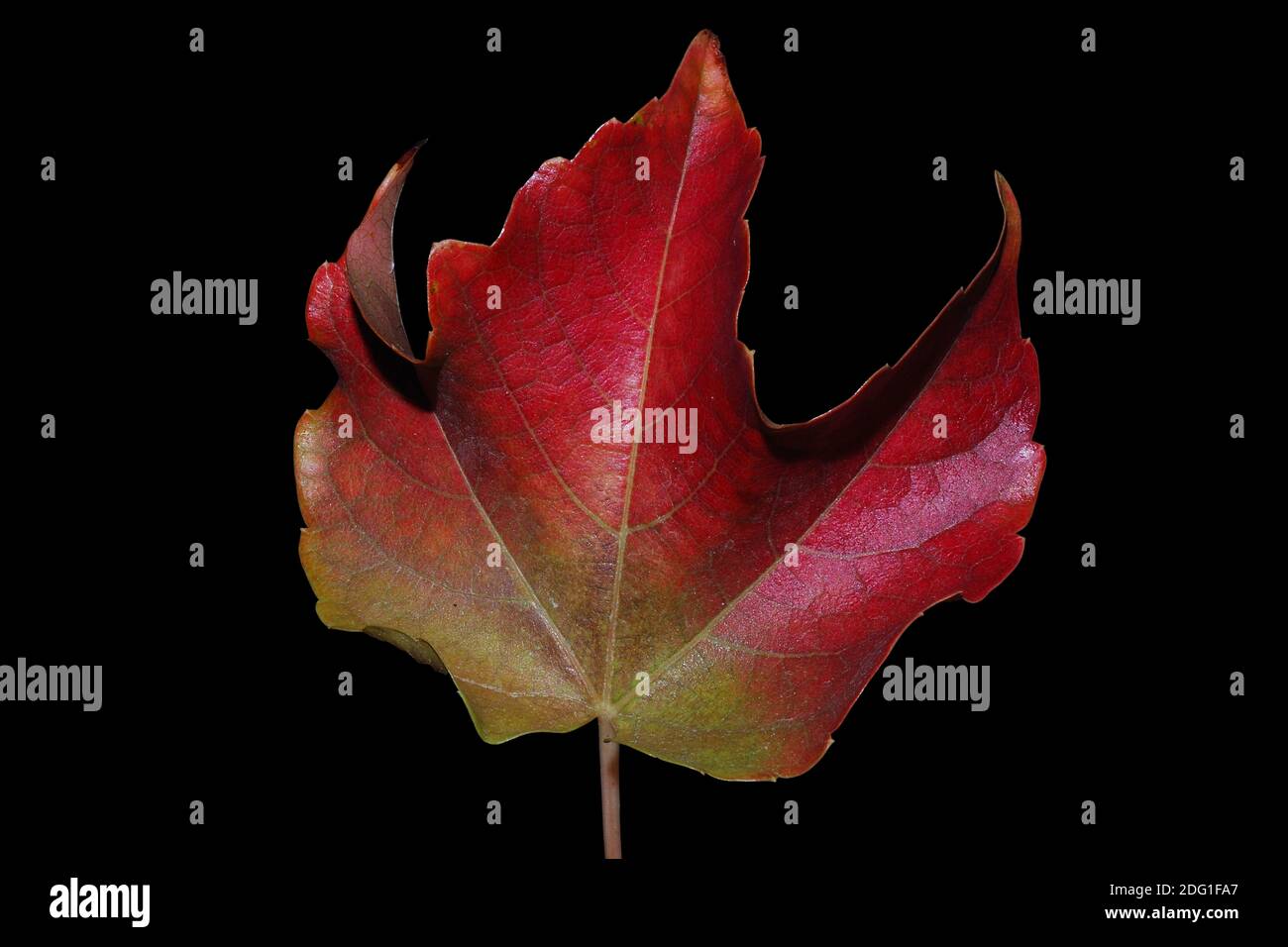 Large autumn leaf Stock Photo - Alamy