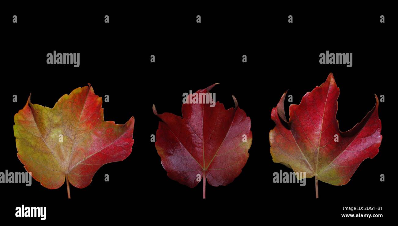 Three autumn leaves Stock Photo - Alamy