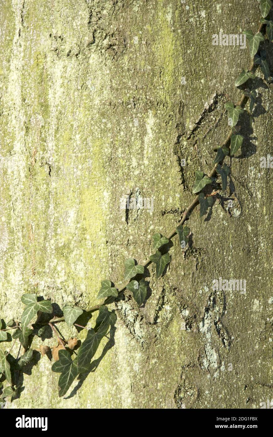 Ivy Log High Resolution Stock Photography and Images - Alamy