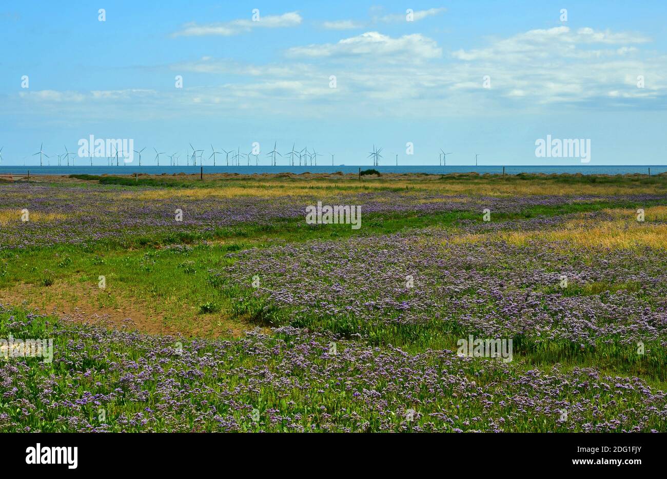 Purple flowers and view of the wind farm off Gibraltar Point National ...