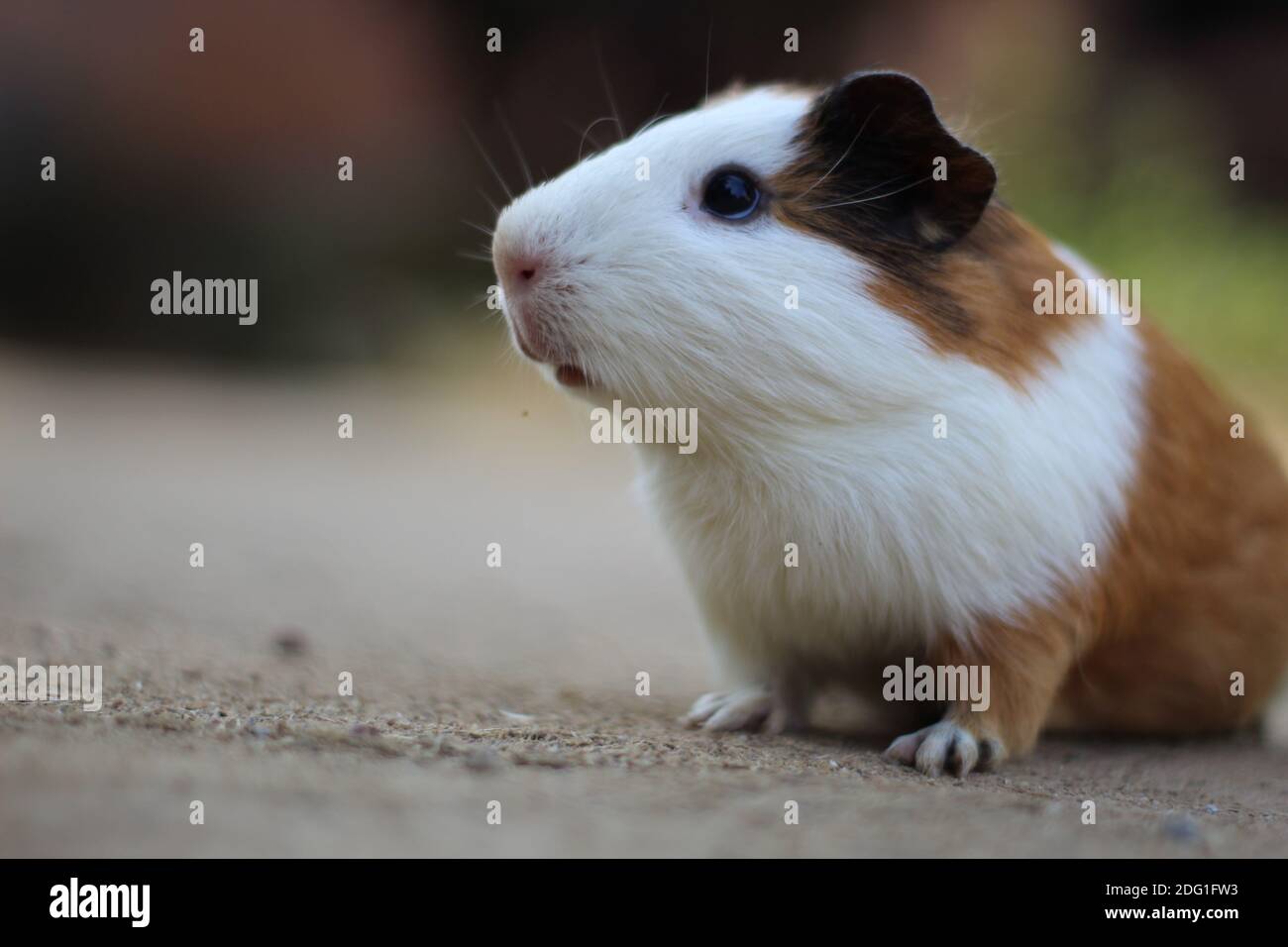 cute guinea pig in nice blur background little pet guinea pig close up ...