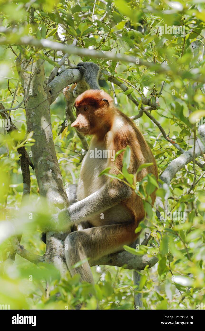 Proboscis monkey on a mangrove tree on Borneo Island, Sarawak, Malaysia ...