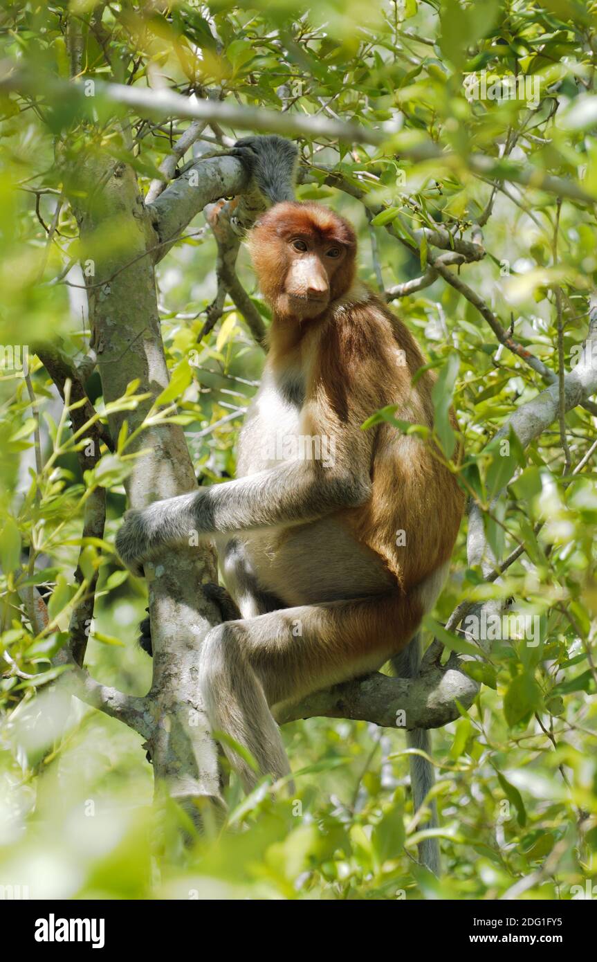 Proboscis monkey on a mangrove tree on Borneo Island, Sarawak, Malaysia ...