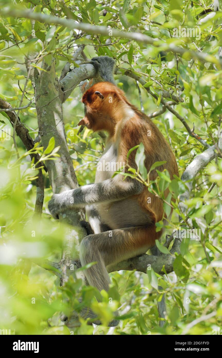 Proboscis monkey on a mangrove tree on Borneo Island, Sarawak, Malaysia ...
